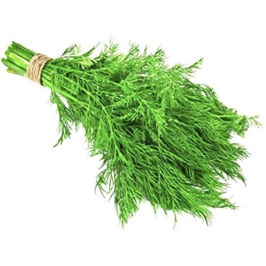 Herb - Dill