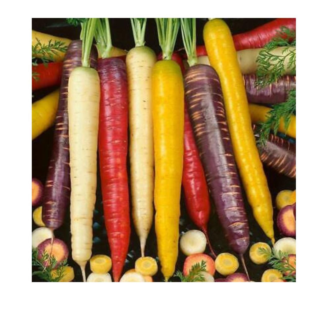 Heirloom Dutch Carrots | Packet - Biviano Direct