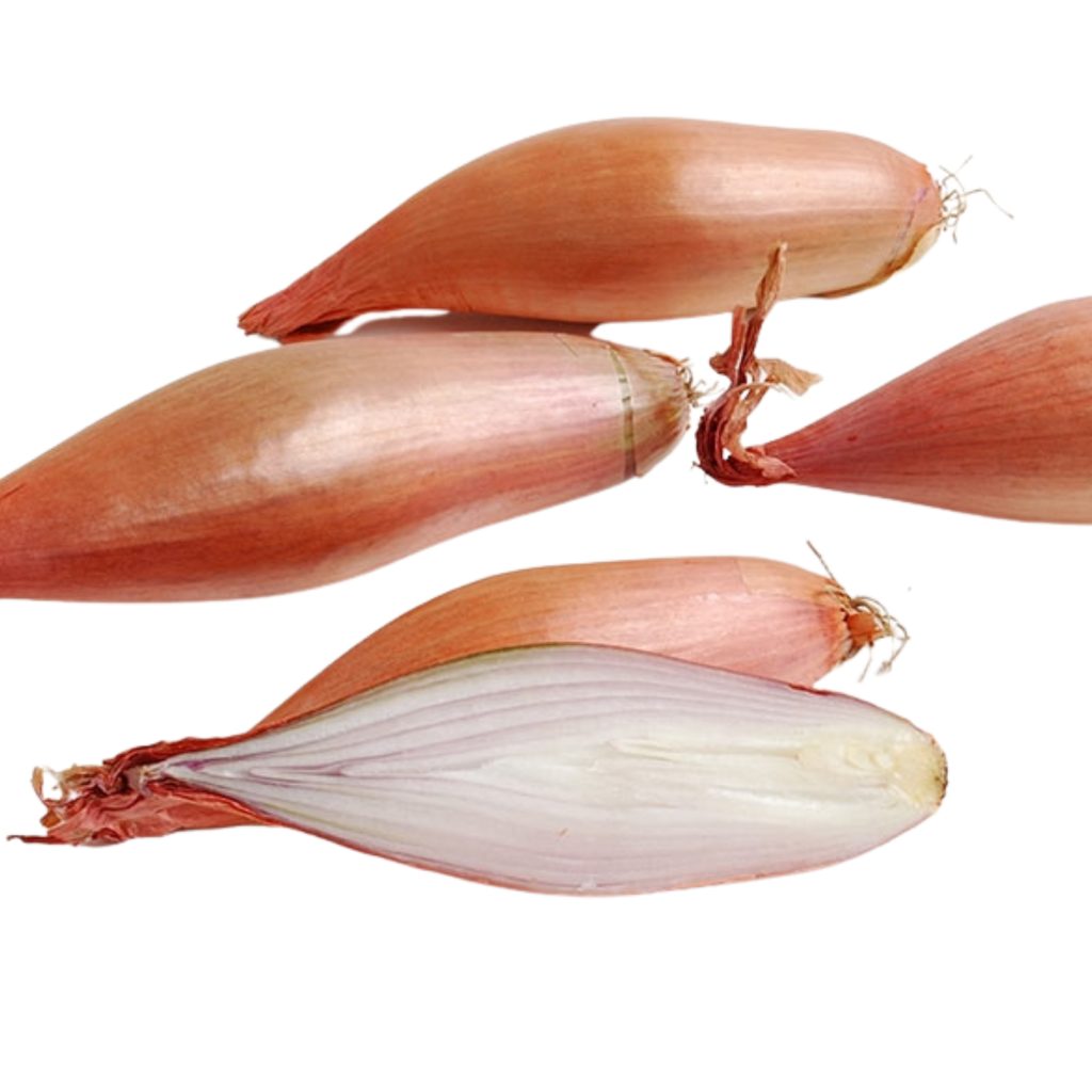 Biviano Direct - Shallots/Eschallots - Banana "long" (French Shallot)