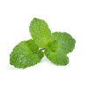 Micro Mint Pot